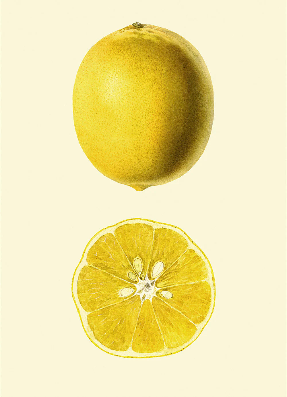 Lemon – Balthazar Interiør