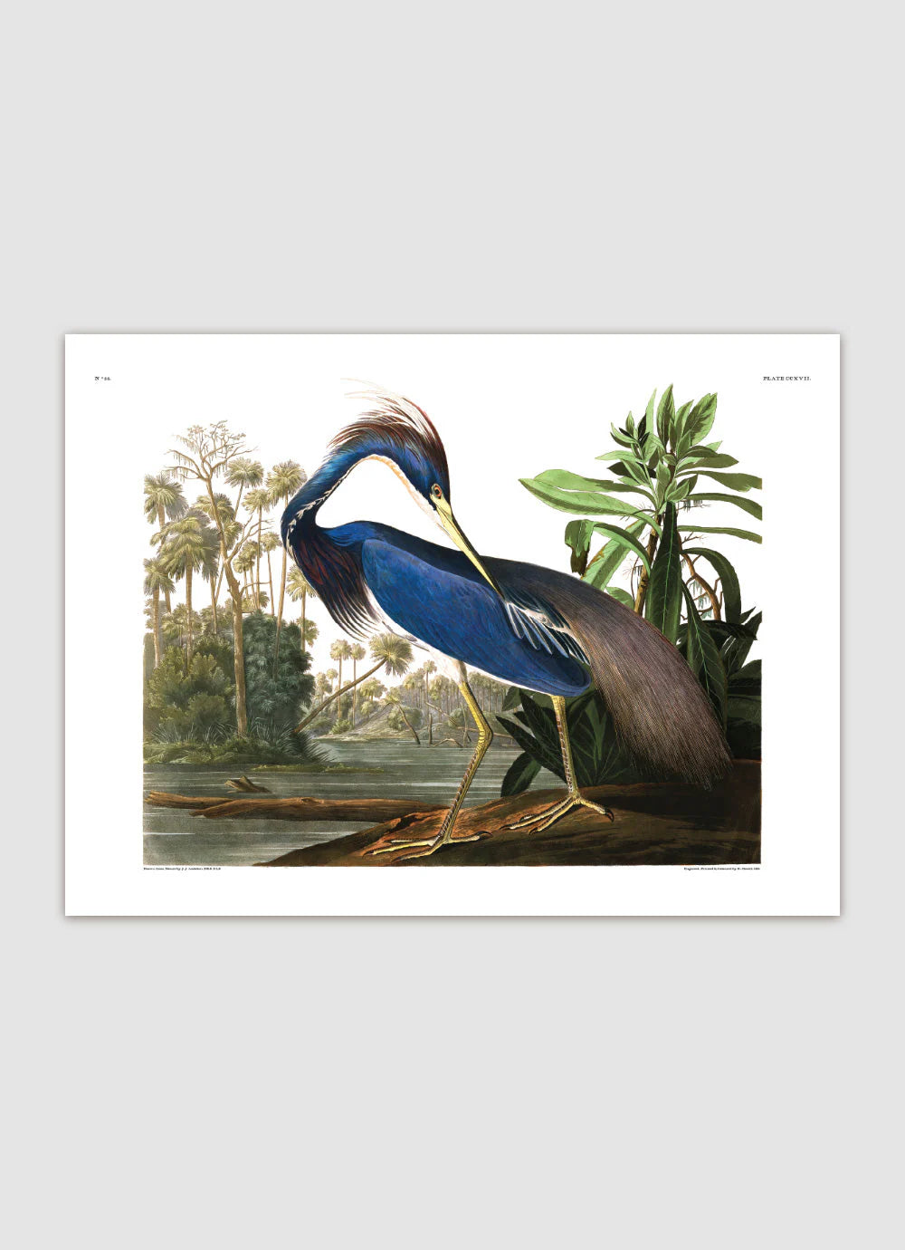 Louisiana Heron – Balthazar Interiør
