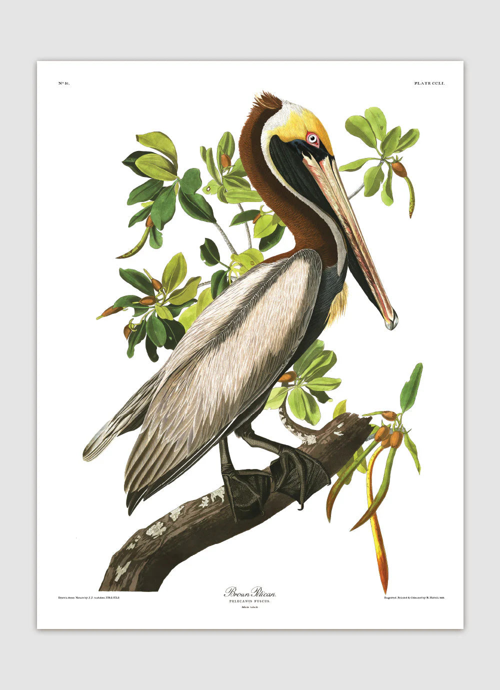 Brown Pelican – Balthazar Interiør